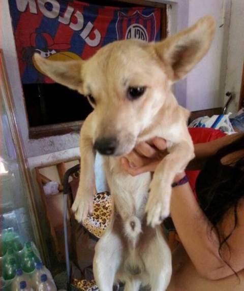 Adoptándonos: Amarillo, lindo perrito color crema de tamaño chico en ...