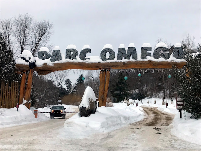 Create With Mom: Beauty of Canadian Wildlife in Winter at Parc Omega