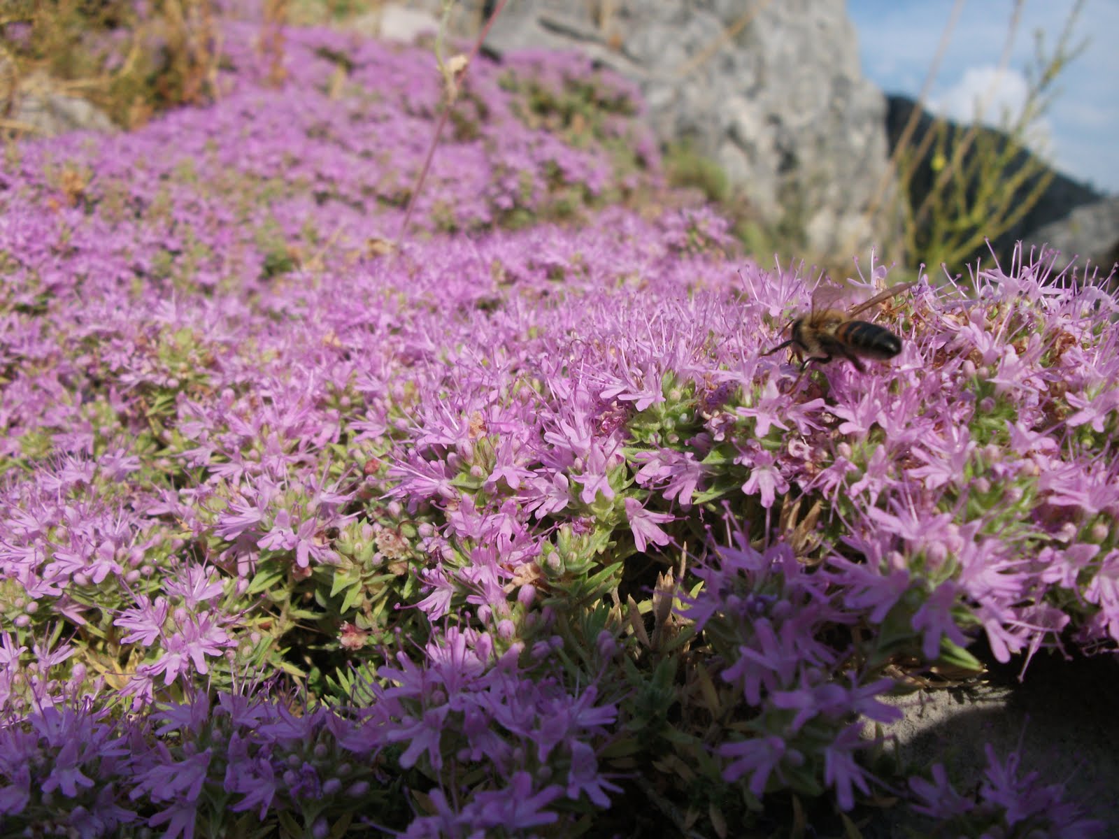 Arıcı 07 Gündoğmuş'lu