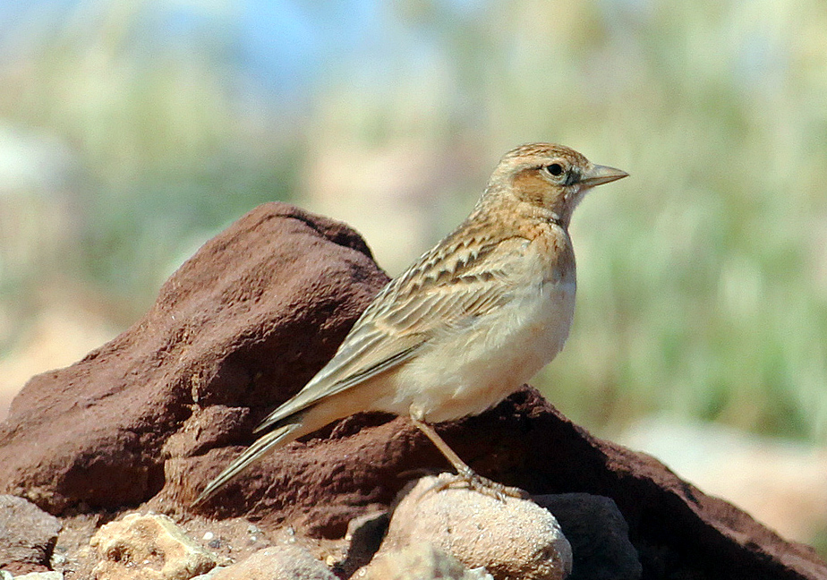 Another Bird Blog: Mad For Menorca