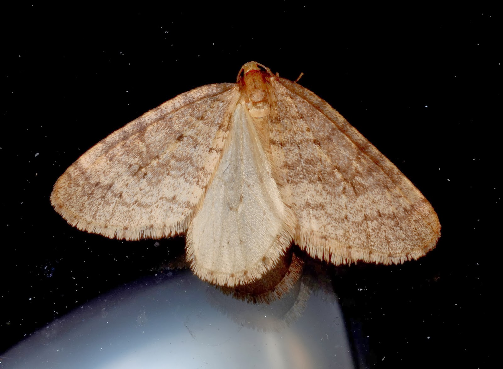 Glamorgan Moth Recording Group: Northern Winter Moth?