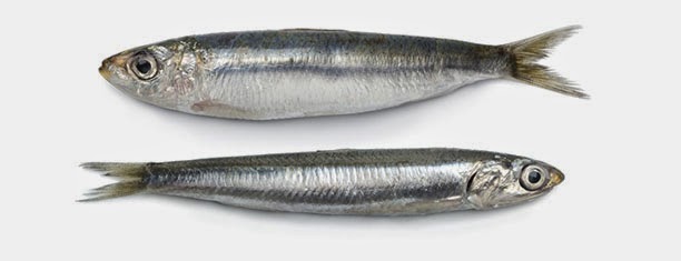 Fisicoculturismo y Nutrición: Las poderosa anchoveta