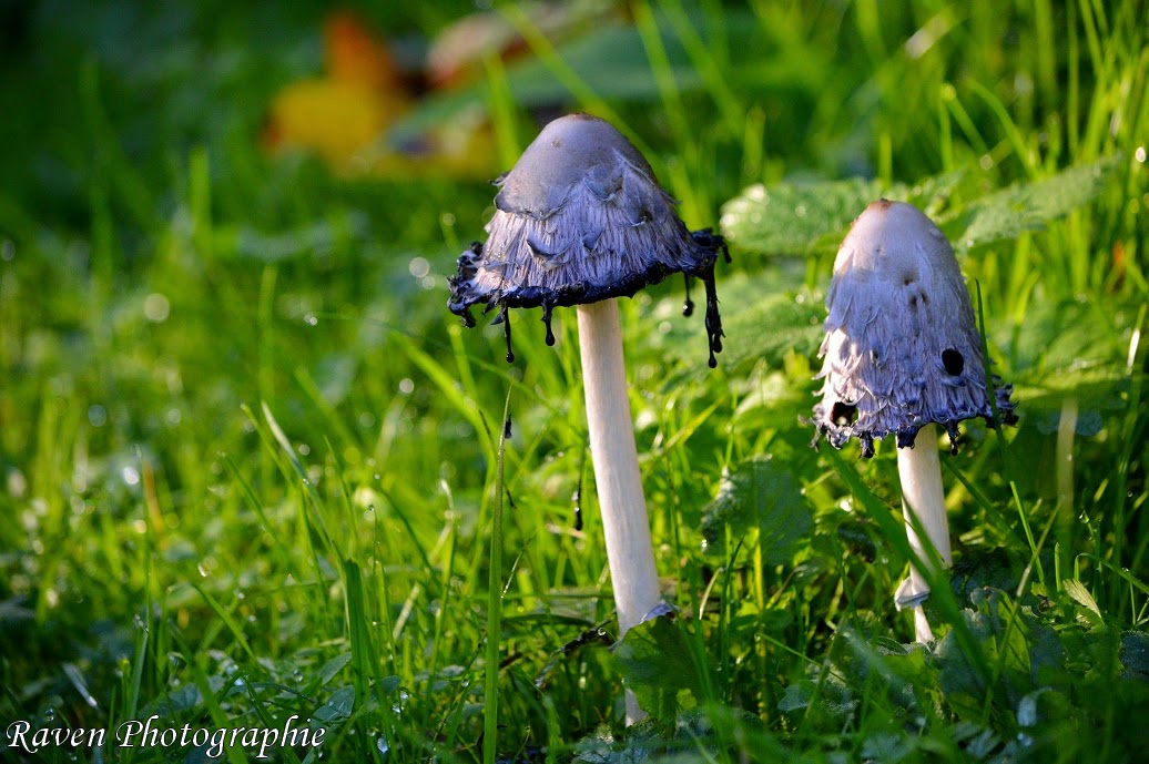 BLOG RAVEN PHOTOGRAPHIE: Le Coprin chevelu