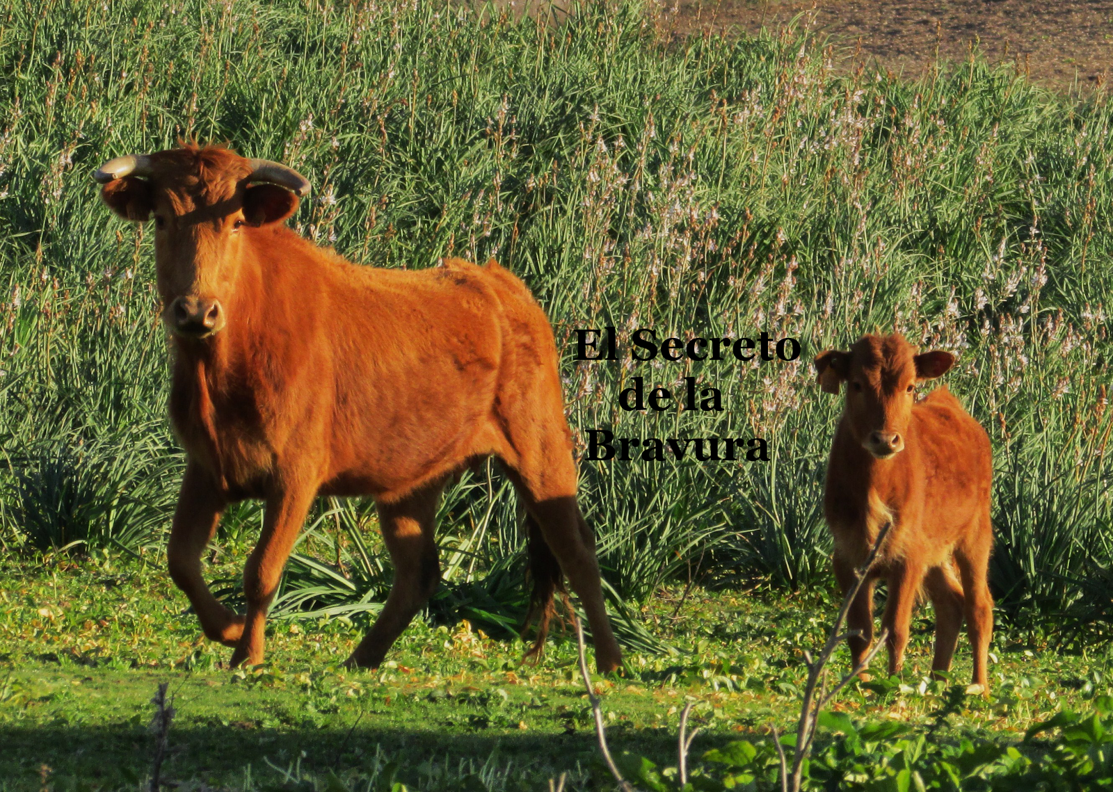 El Secreto de la Bravura: El juego del becerro (y III)