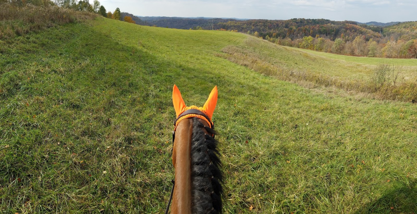Dream Big: 2 Week Overview (Lesson, Trail Rides, Clipping, Browband ...
