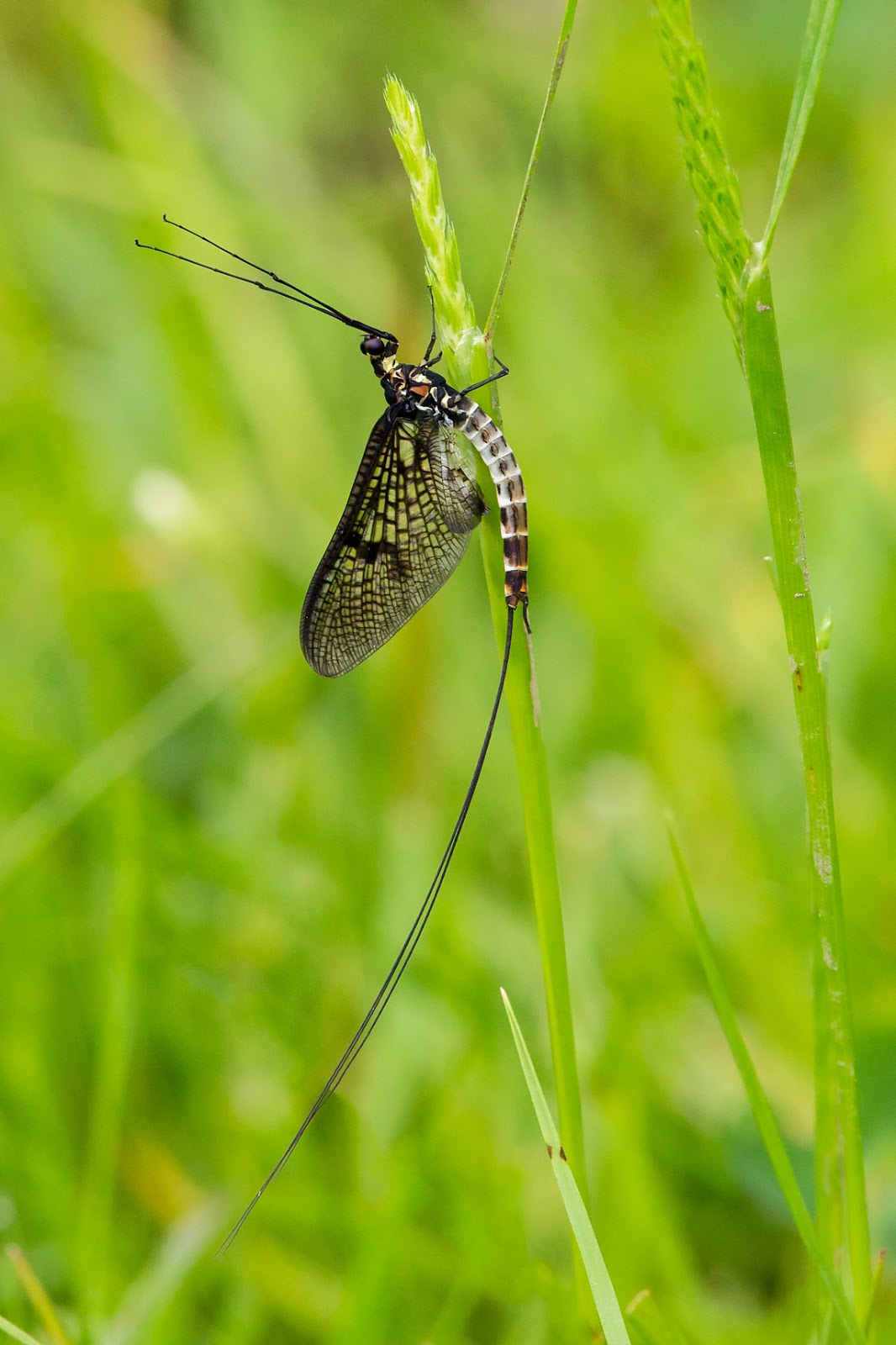 Darley Dale Wildlife: Mayfly - Rowsley