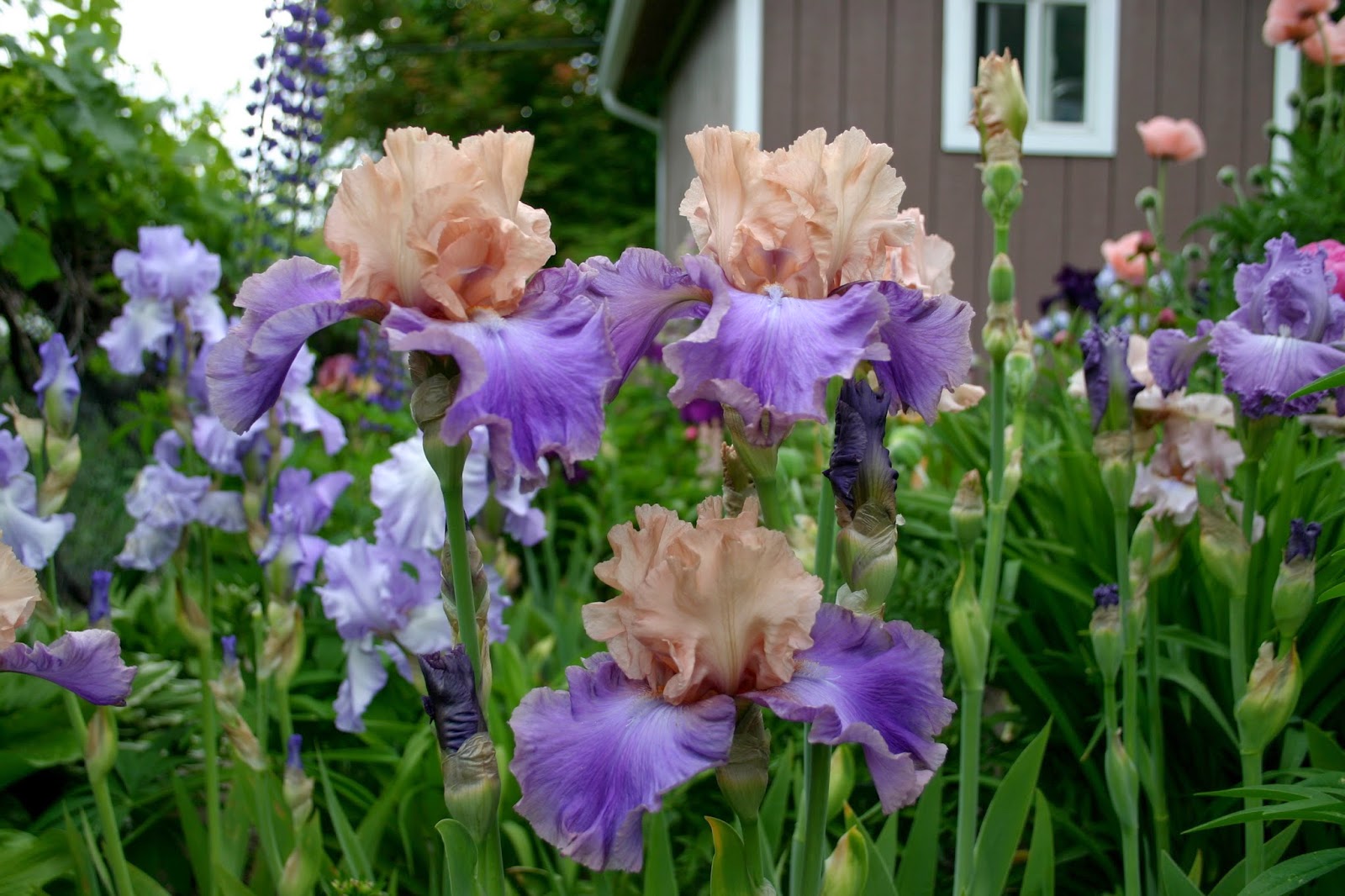 World of Irises: "Talking Irises" TALL BEARDED IRISES IN YOUR LANDSCAPE ...