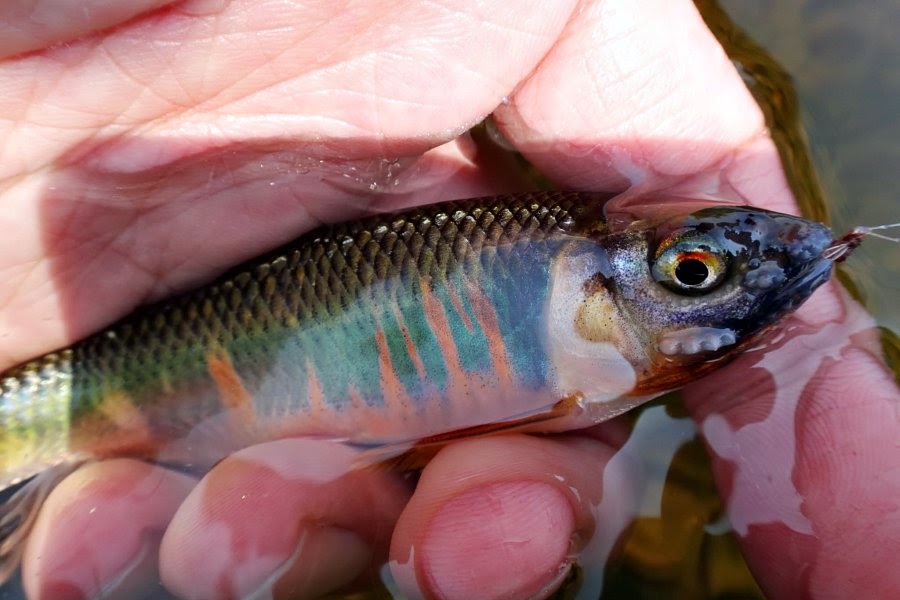 It's Tokyo Style: Oikawa fishing in Tamagawa