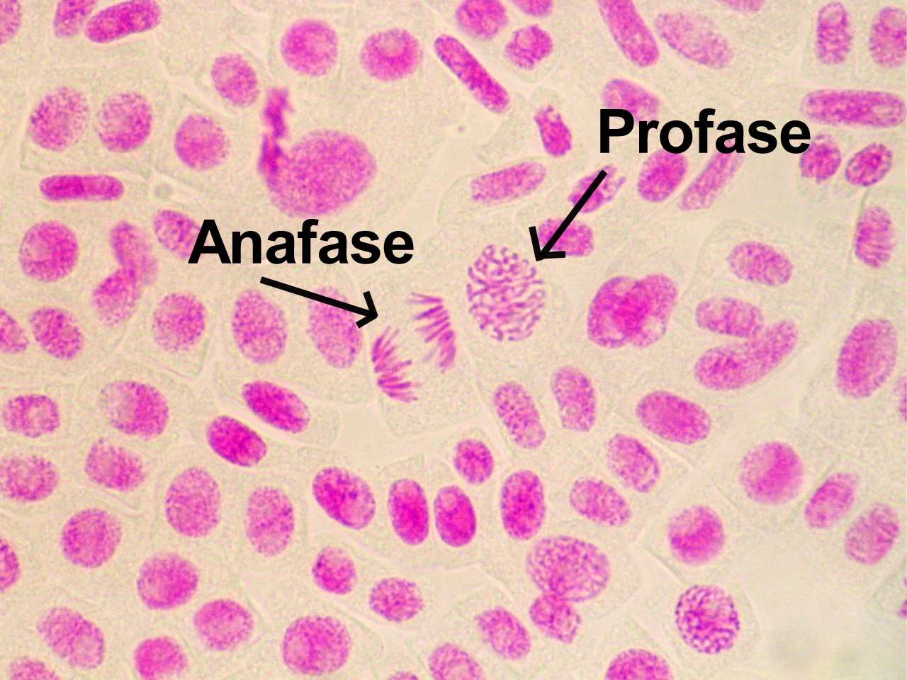 Nunca digas nunca, que nada es para siempre.