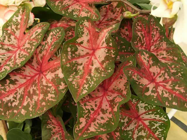 Caladium - Flowers