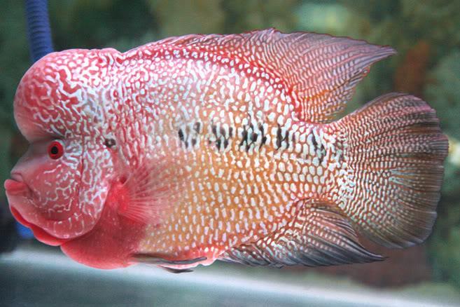 Journey Of Flowerhorn (Louhan): Louhan Golden Monkey / Kamalau