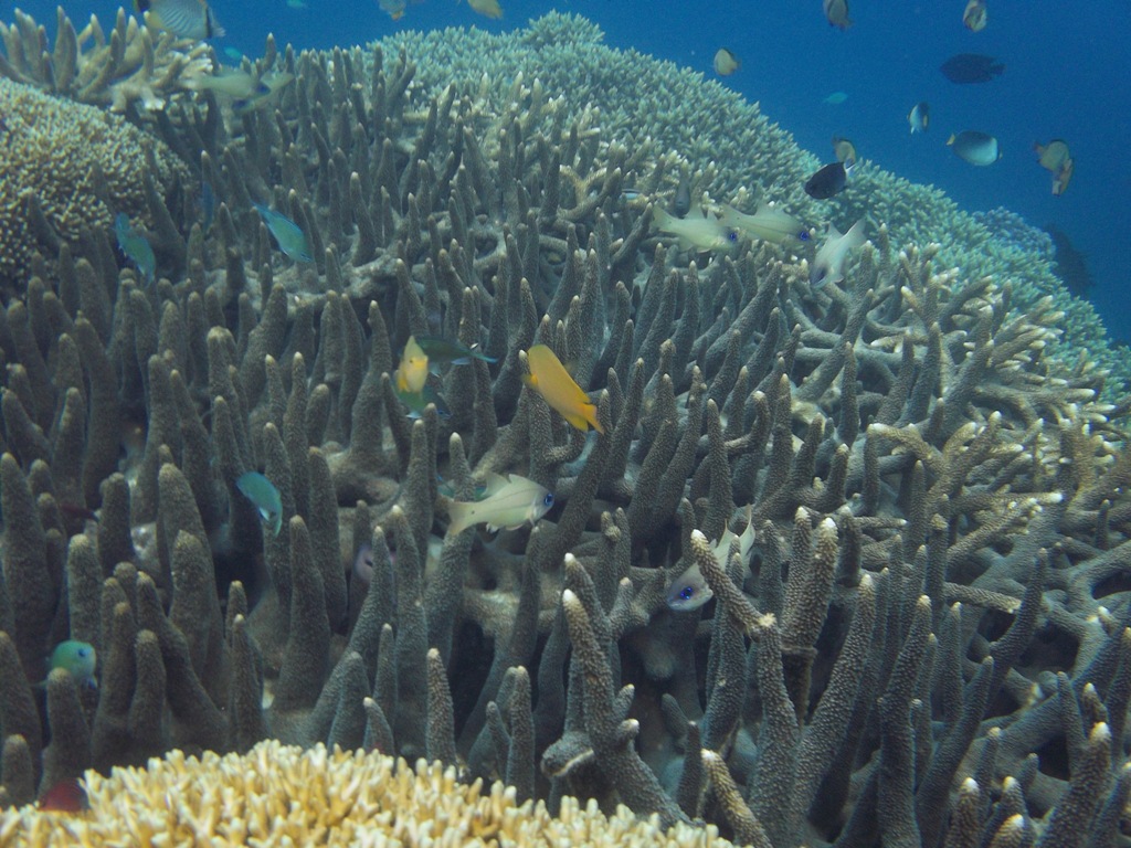 LET'S GO AROUND THE WORLD!!!: GILI RENGIT ISLAND, ANOTHER UNDER WATER ...