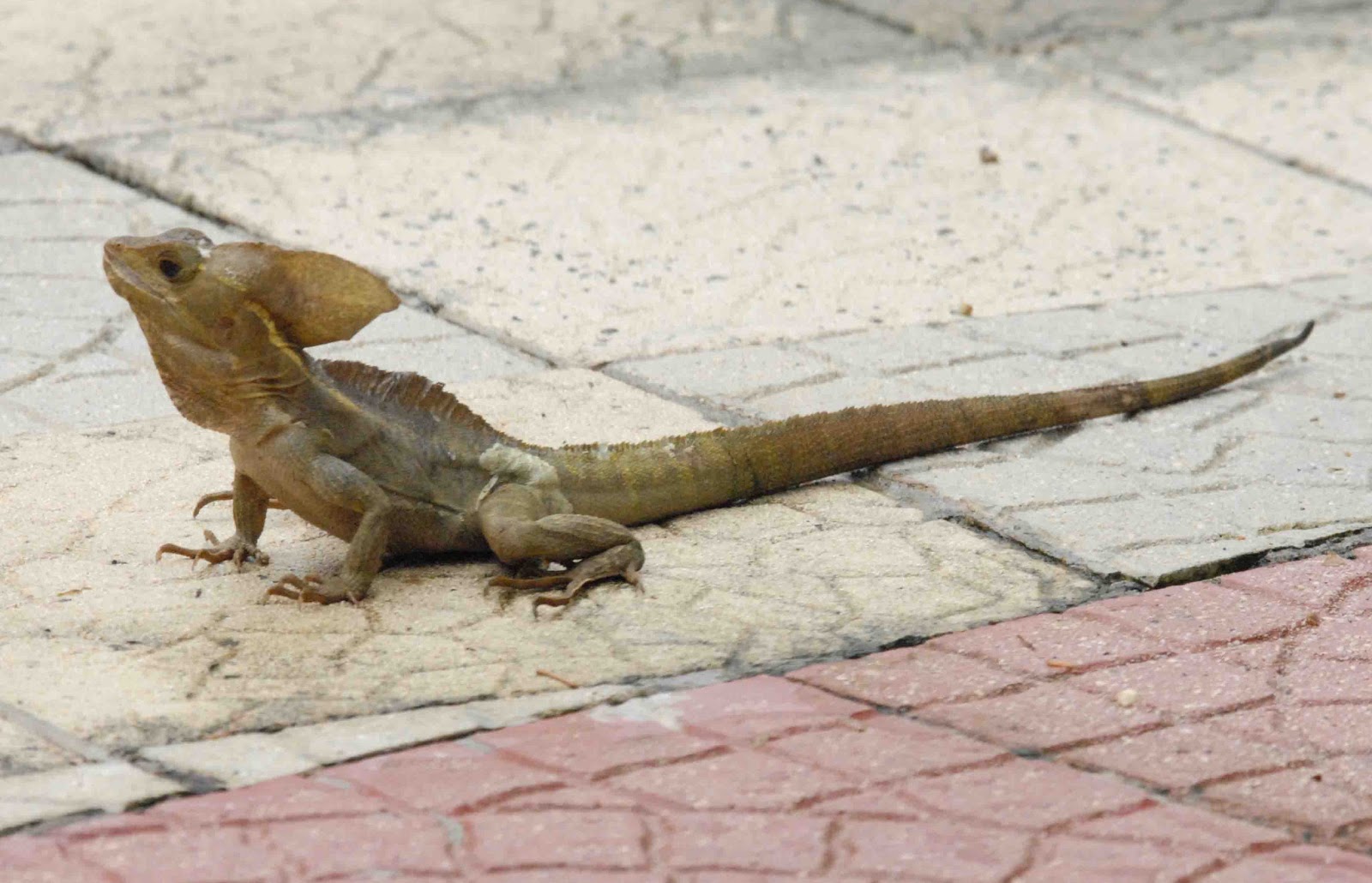 Brown Basilisk - Reptiles World