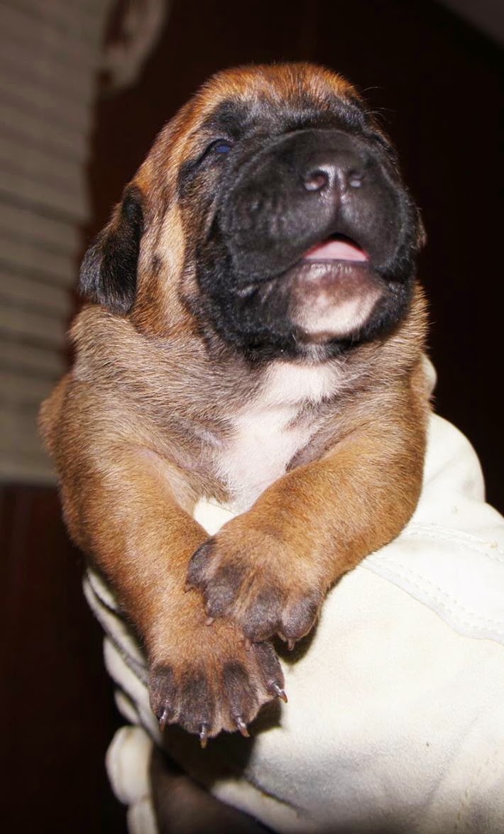 JAPANESE TOSA INU PUPPIES FOR SALE: TOSA INU PUPPIES FOR SALE