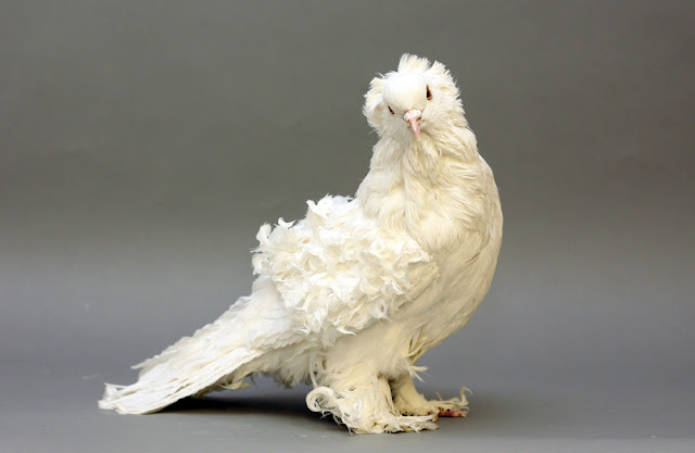 POMBO-CACHEADO (frillbacks)