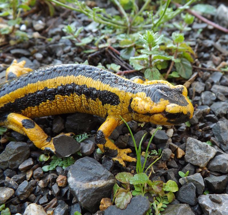 Wild Nature of the Cantabrian Mountains (Spain): The Salamandra ...