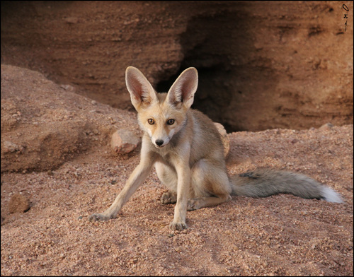 Reflexiones bajo las estrellas: Fox Facts