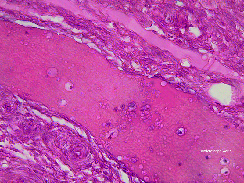 Microscope World Blog: Ovary under the Microscope