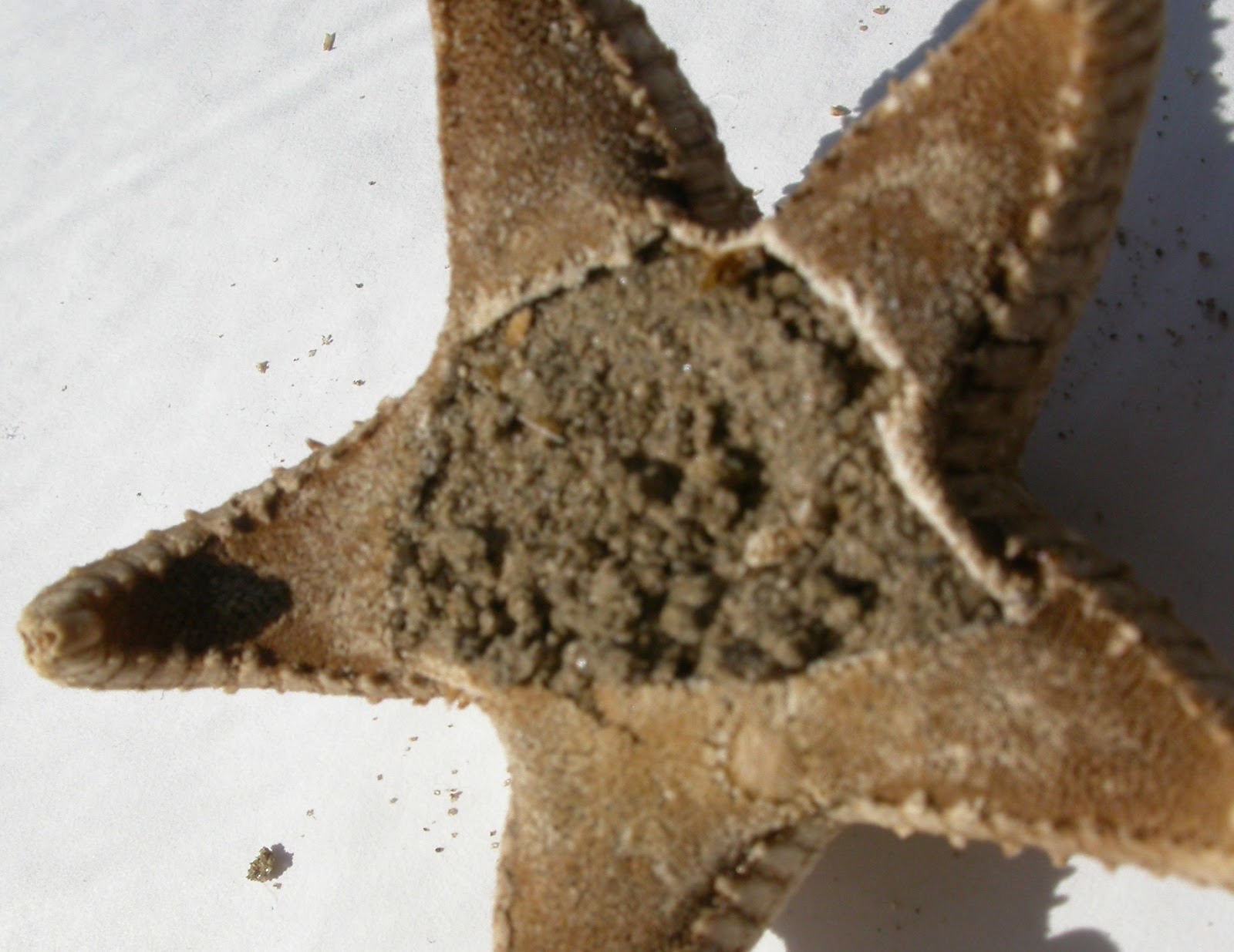 The Echinoblog: How many starfish species are there?? Where do they ...