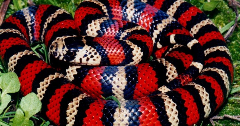 Snakes of around the world: Andean Milk Snake
