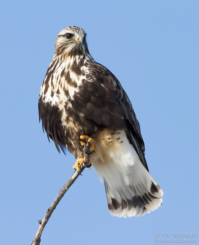 Raptor Identification and Photography: Rough-legged Hawk Confusion