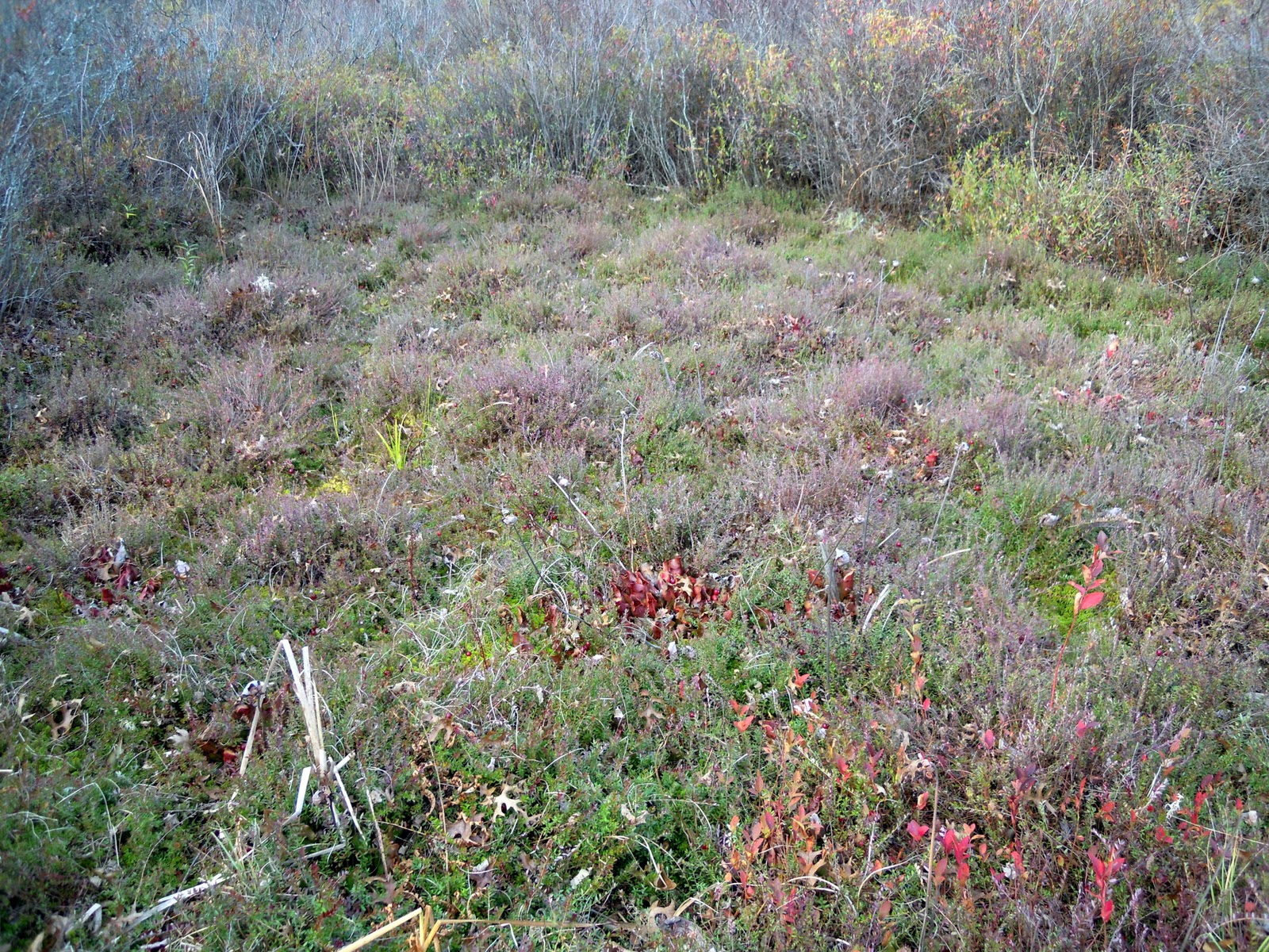 The Inconsequential Blogger: Cranberries in the bog