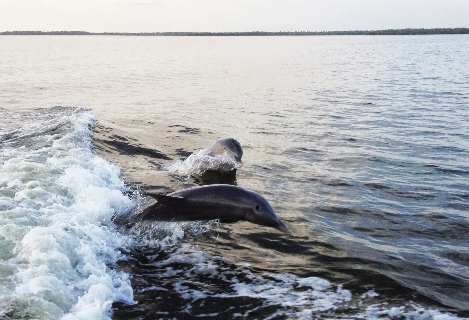 Adventures of Chubby the Dolphin: May 2013