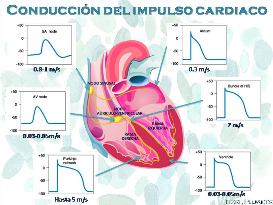 Mi Blog de Fisiología...: febrero 2013