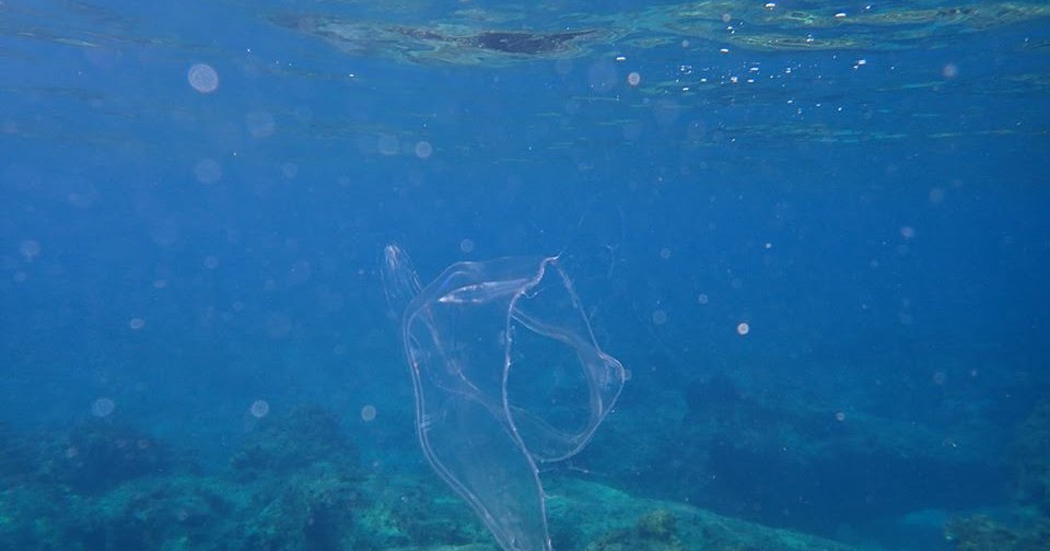 Biodiversity of Cyprus by NGO Protection of the Natural Heritage and ...