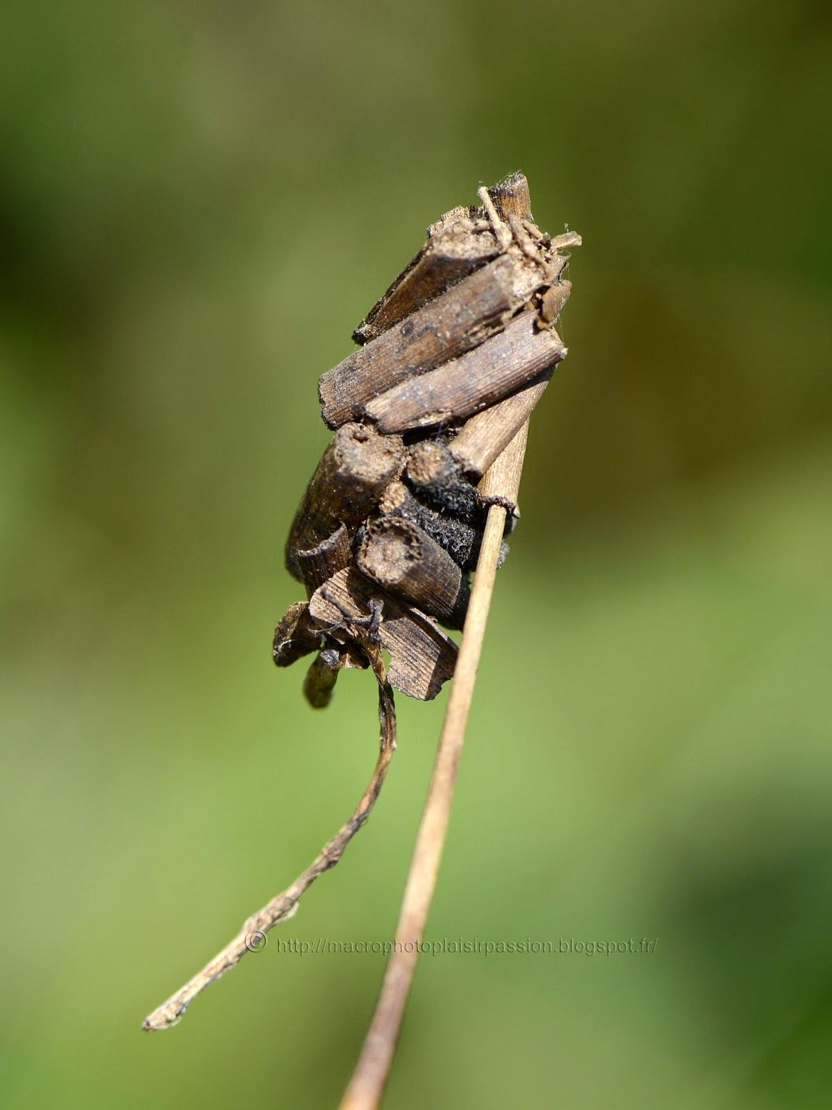 Macrophoto plaisir passion: Fourreau de Psychidae