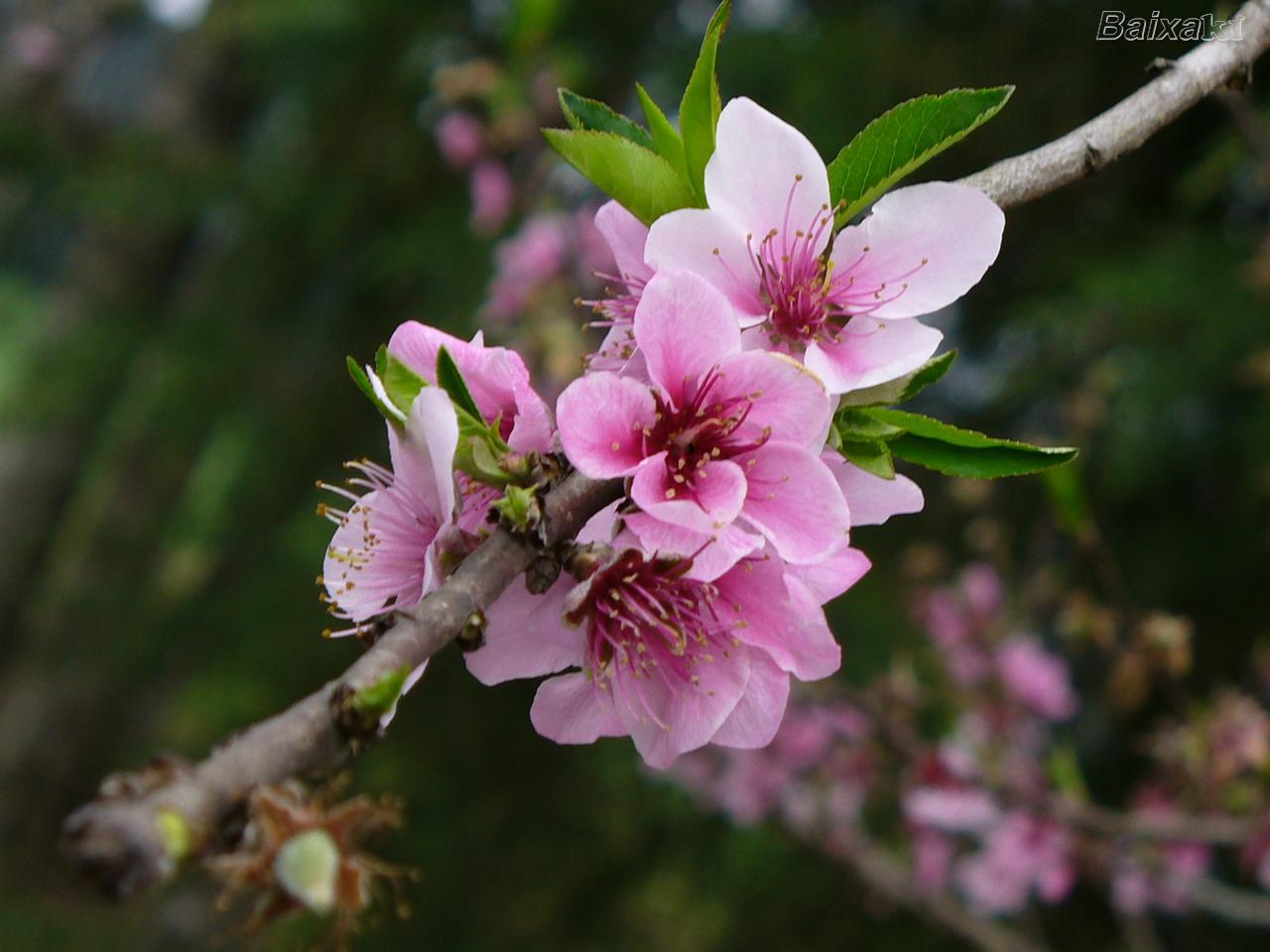 Flor de Pessego e o amor