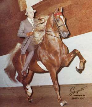 The American Saddlebred: Will Shriver's stallion sons