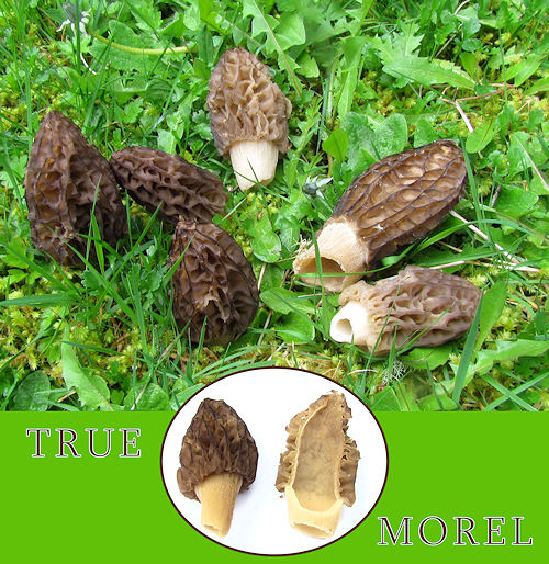 Morchella Cross Section