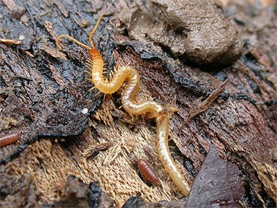 Variety of Life: Geophilomorpha