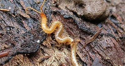 Variety of Life: Geophilomorpha