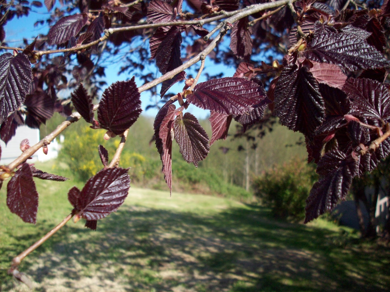 An Impartation of Color: Corylus maxima (or Purple-leafed Filbert)