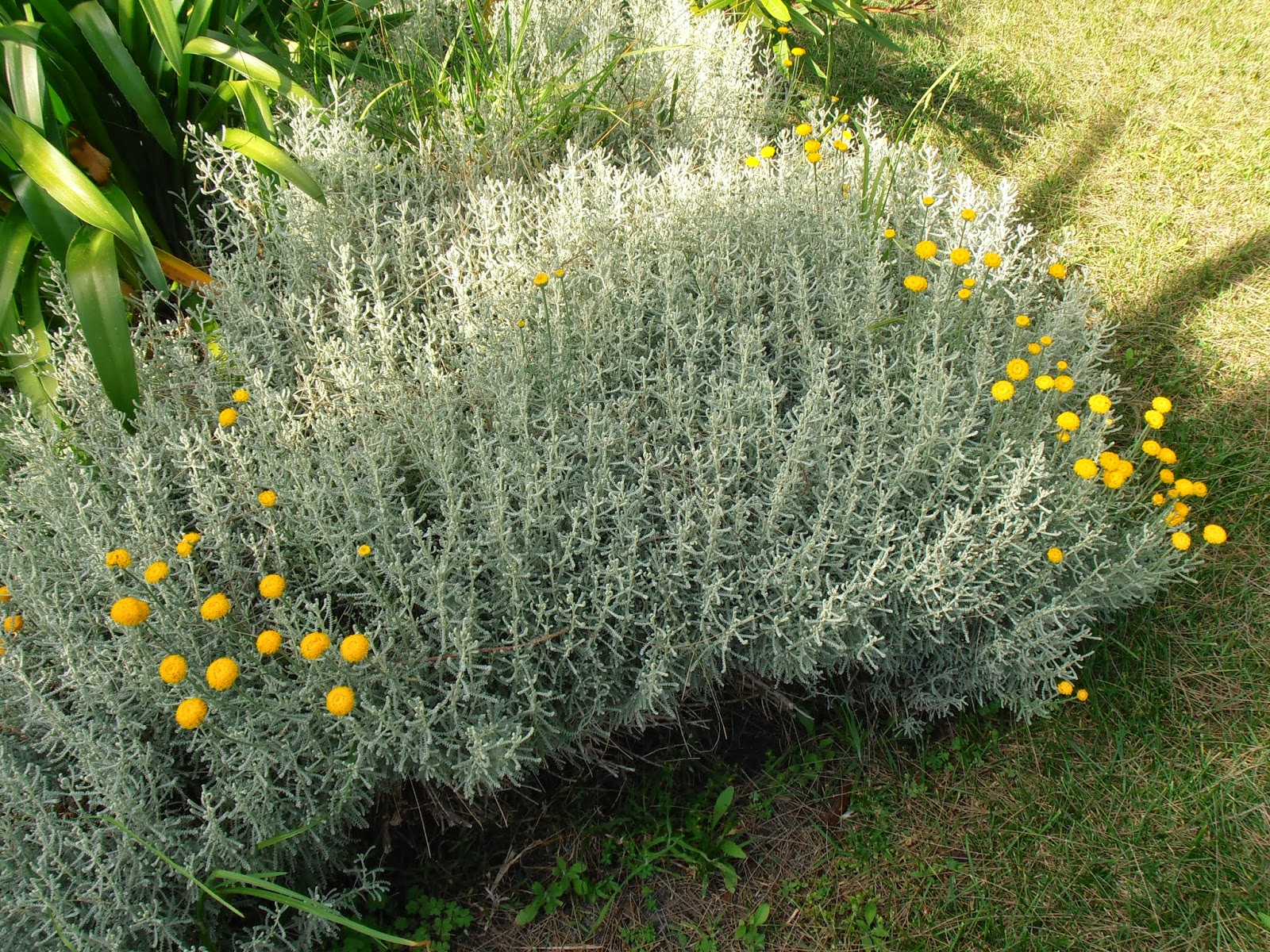 SANTOLINA: Santolina chamaecyparissus | Plantas rioMoros