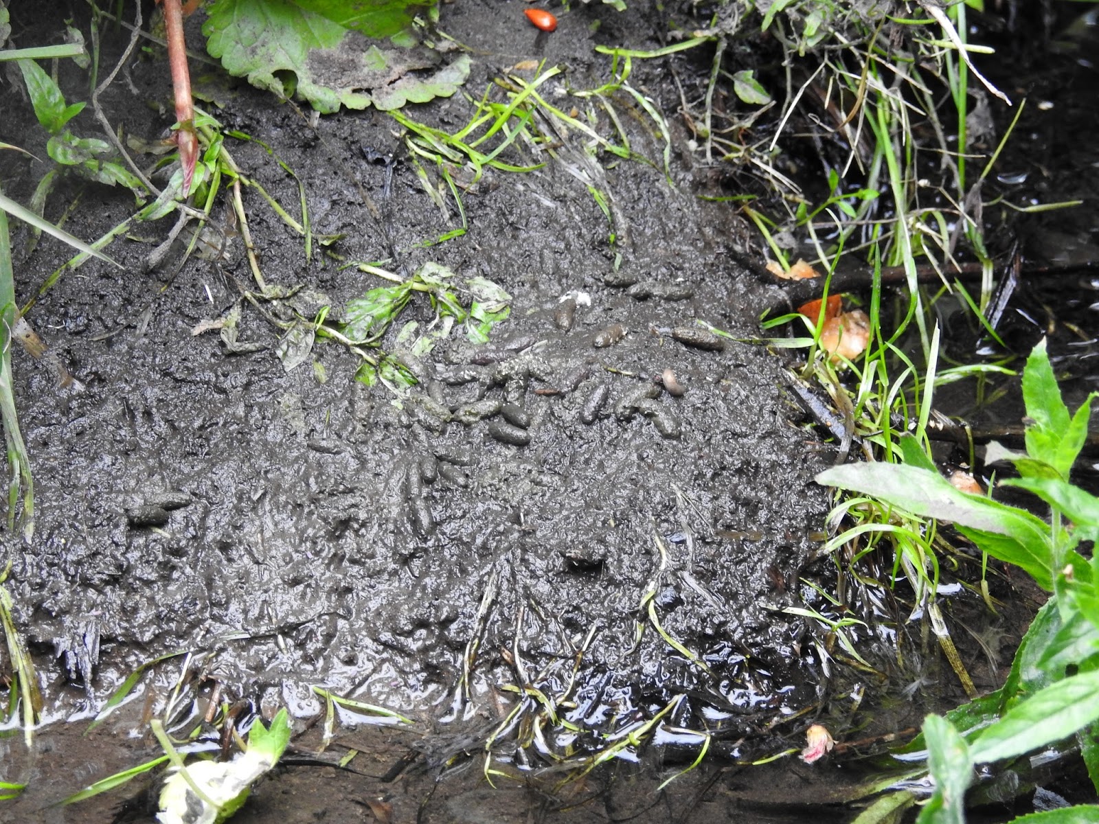 About a Brook: How to Detect Invisible Voles
