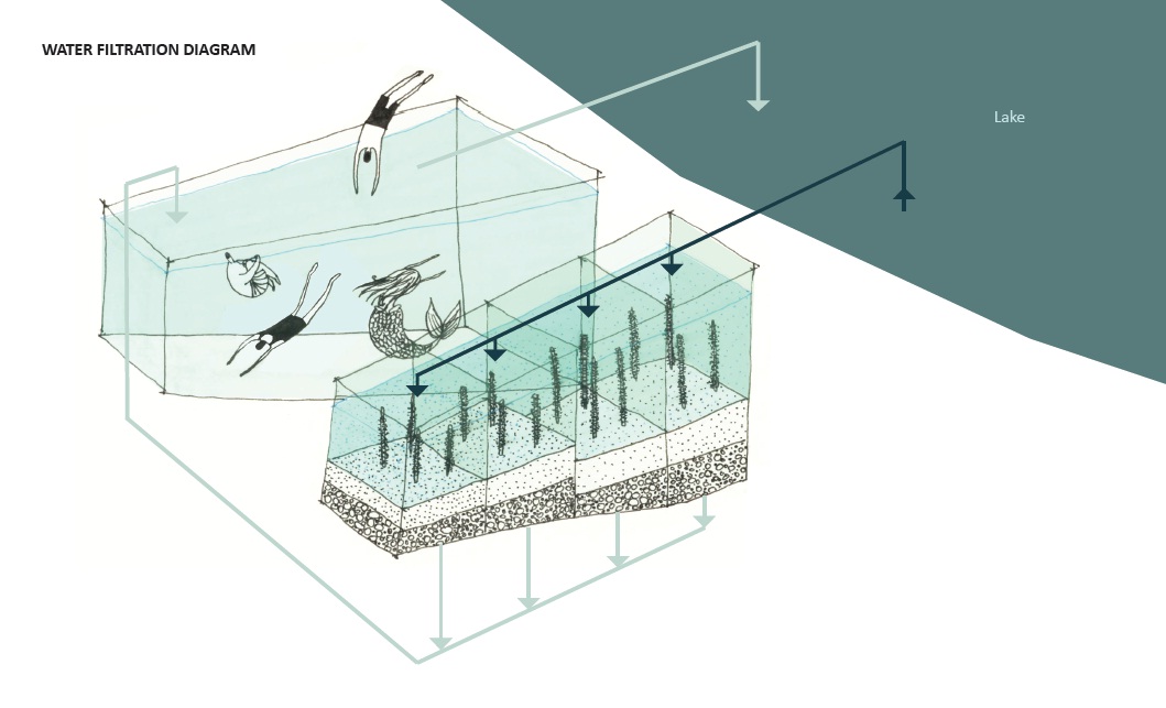 Zebra Mussel Diagram