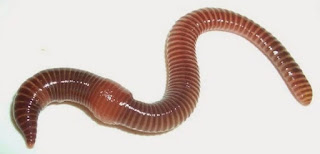 Klasifikasi, Nama Ilmiah, dan Deskripsi Cacing Tanah, LENGKAP - SIAP UJIAN