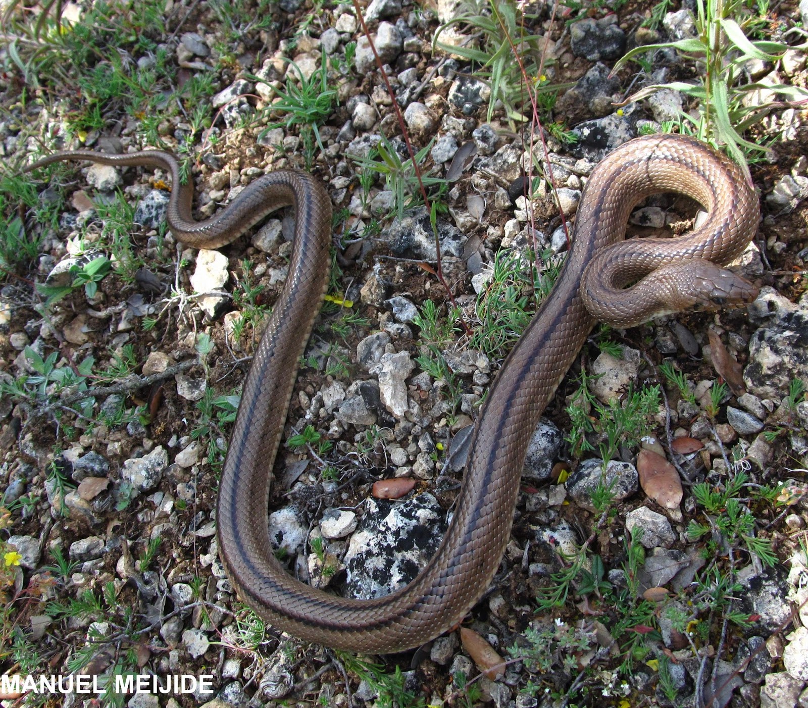 El Artesano Numantino: CULEBRA DE ESCALERA, una ratonera sin igual.