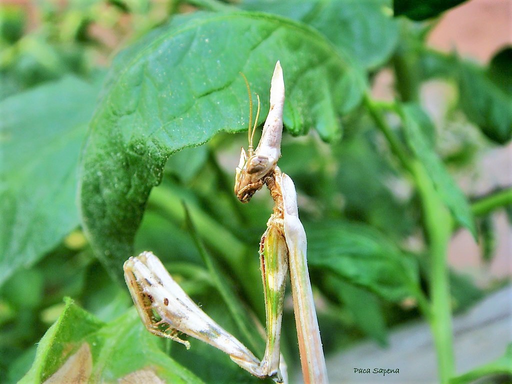 La Rioja de la A a la Z: EMPUSA PENNATA - Mantis palo
