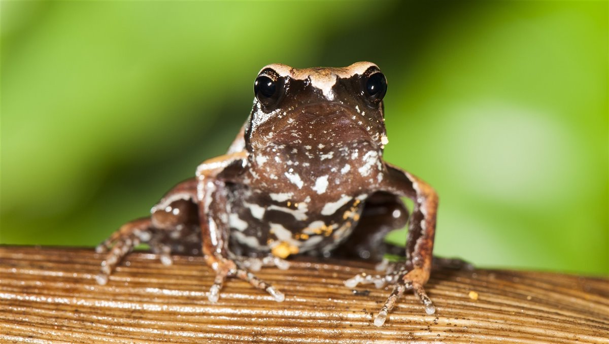 Species New to Science: [Herpetology • 2019] Mysticellus franki • A New ...