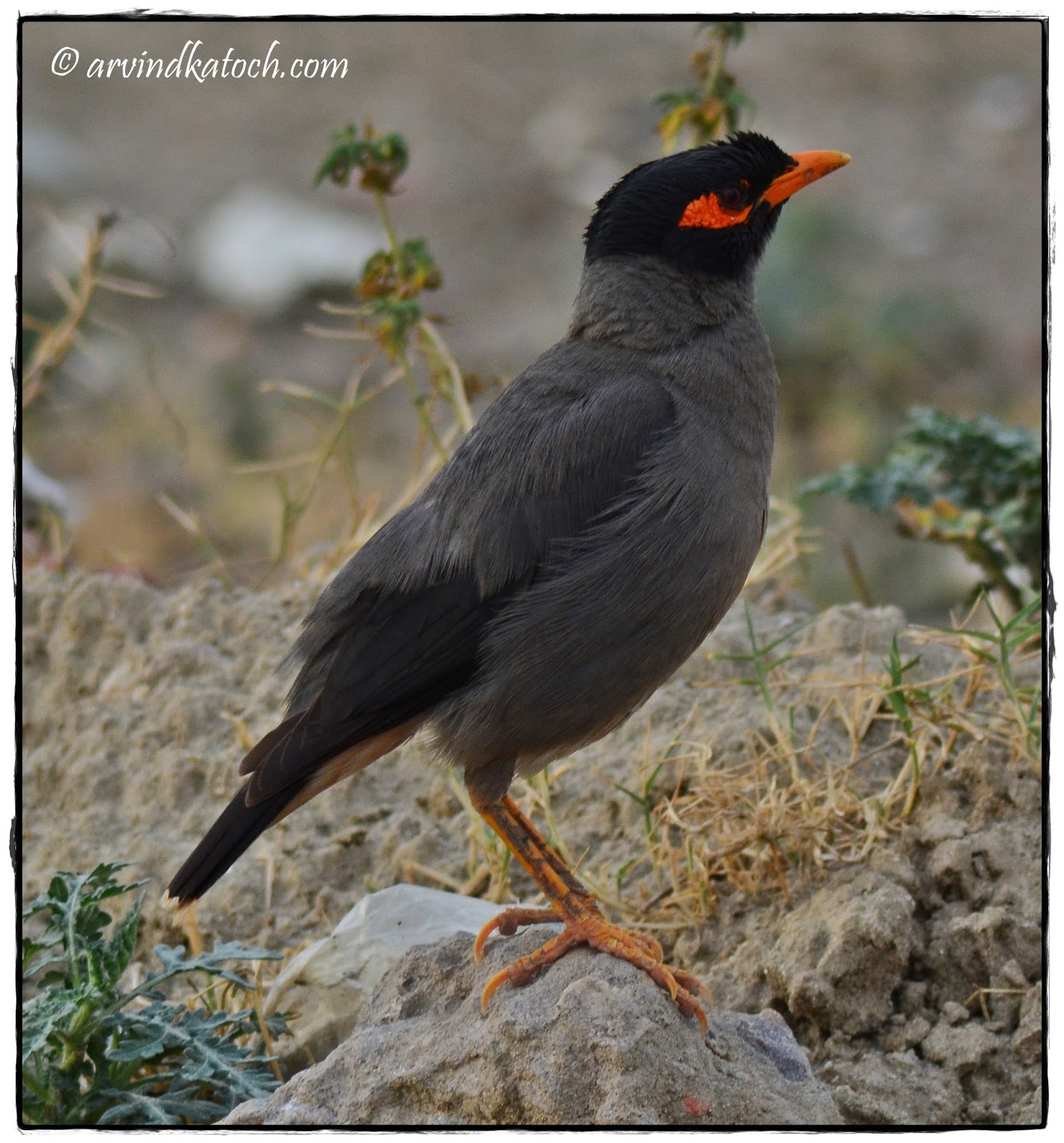 Bank myna (Acridotheres ginginianus) Picture and Detail