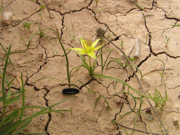 Henoch´s Christen-Zionisten Blog: Het Wonder van Jesaja 35 voor het ...