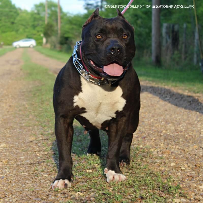 freePitbull: A.P.B.T. GATOR