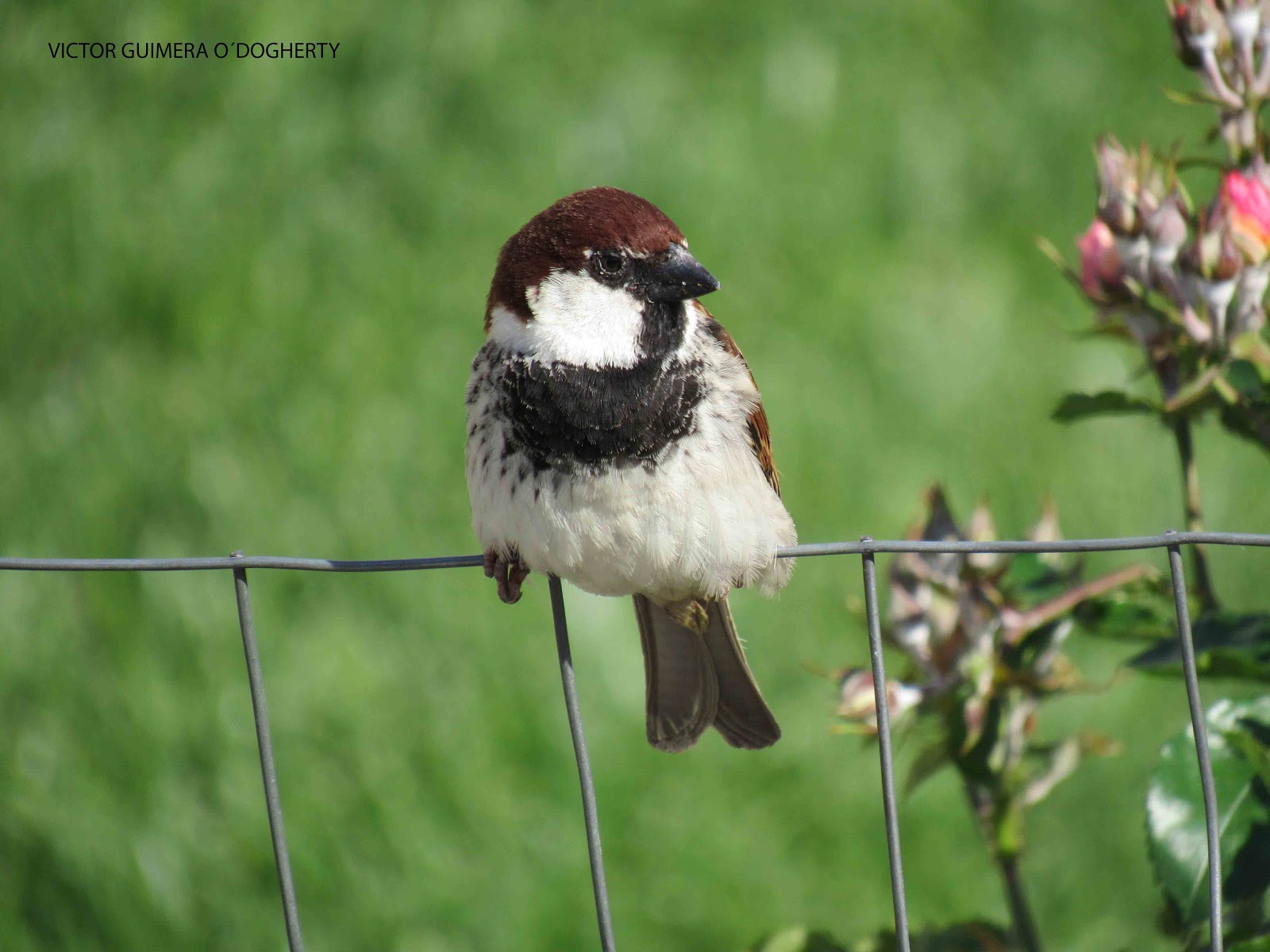 Mis imágenes de aves: GORRION ITALIANO EN FLORENCIA