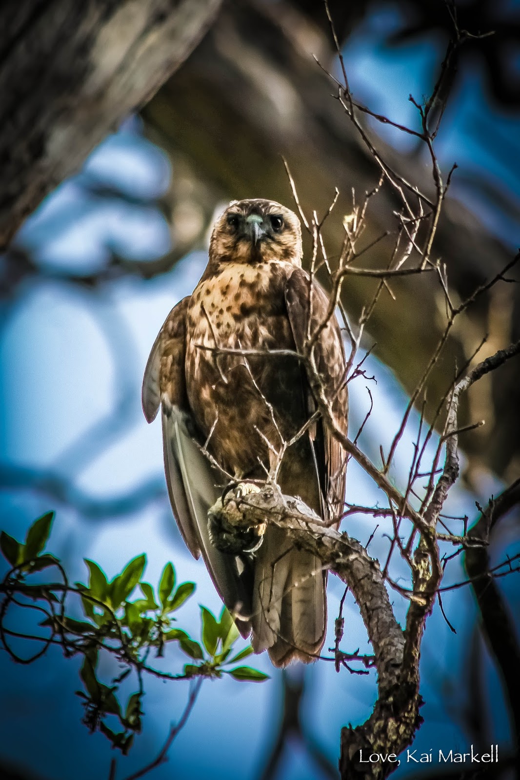 Ephemeral Life...: October 2017