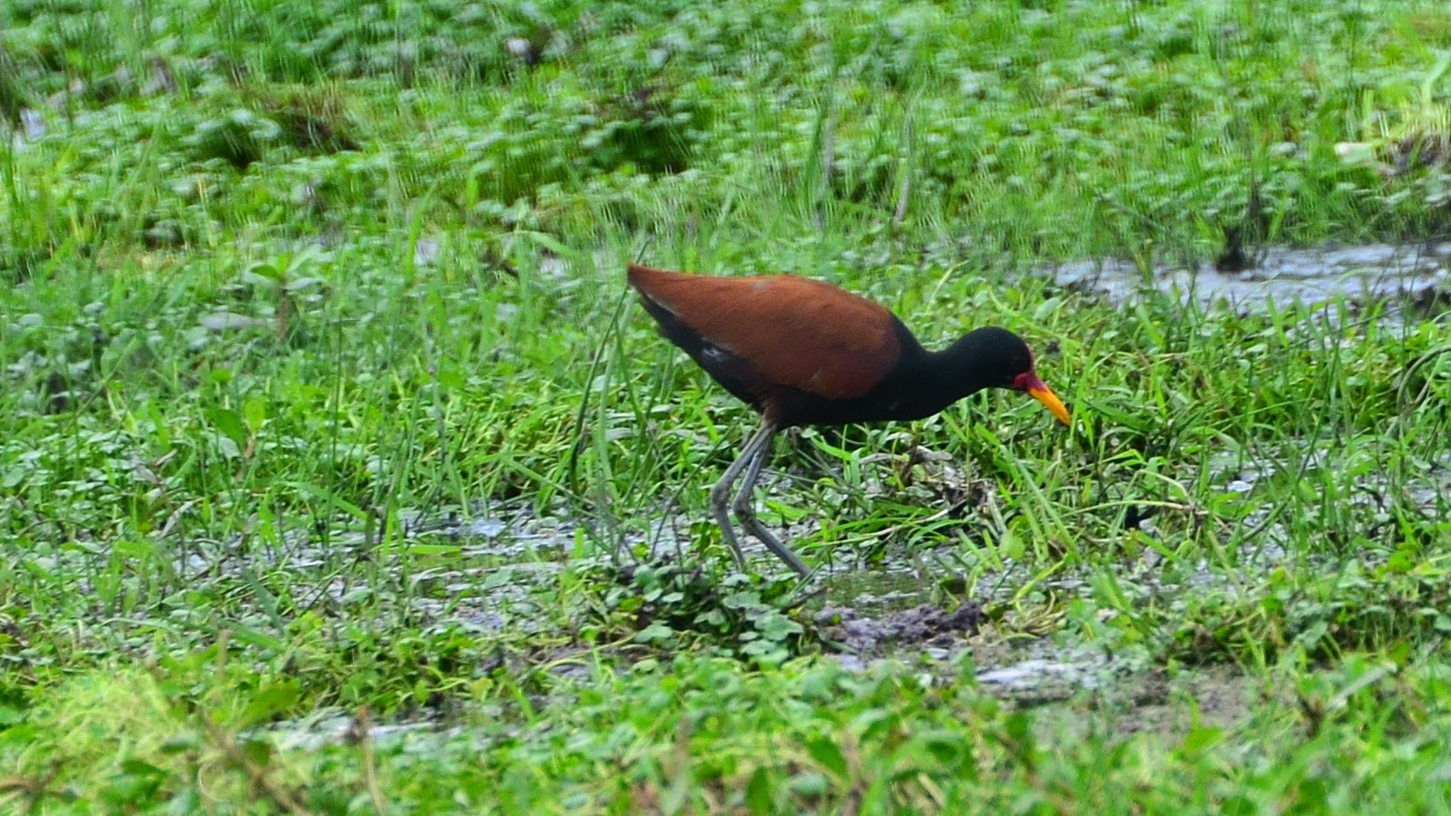 Aves de La Floresta: Jacana