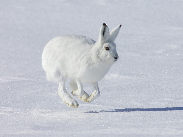 Snowshoe Hare | A Beautiful Animal | The Wildlife